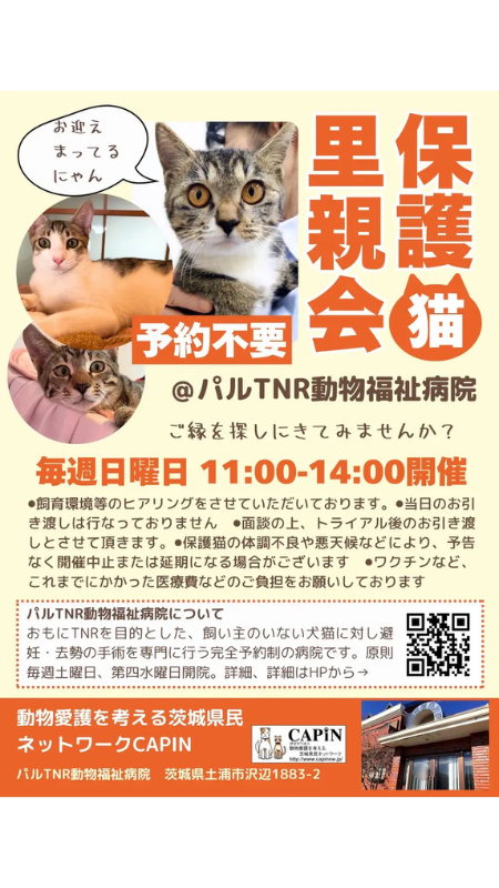 毎週日曜日に保護猫里親会を開催！NPO法人CAPINがパルTNR動物福祉病院で譲渡機会を提供 - 北関東ITトレンド